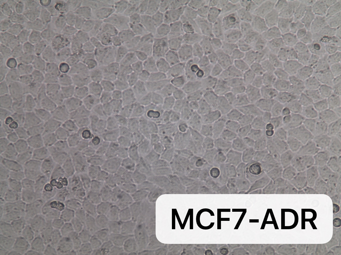 人乳腺癌细胞耐阿霉素细胞株MCF7/ADRMCF7/ADR-苏州千舍生物科技有限公司